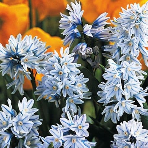 PUSCHKINIA LIBANOTICA RUSSIAN SNOWDROP