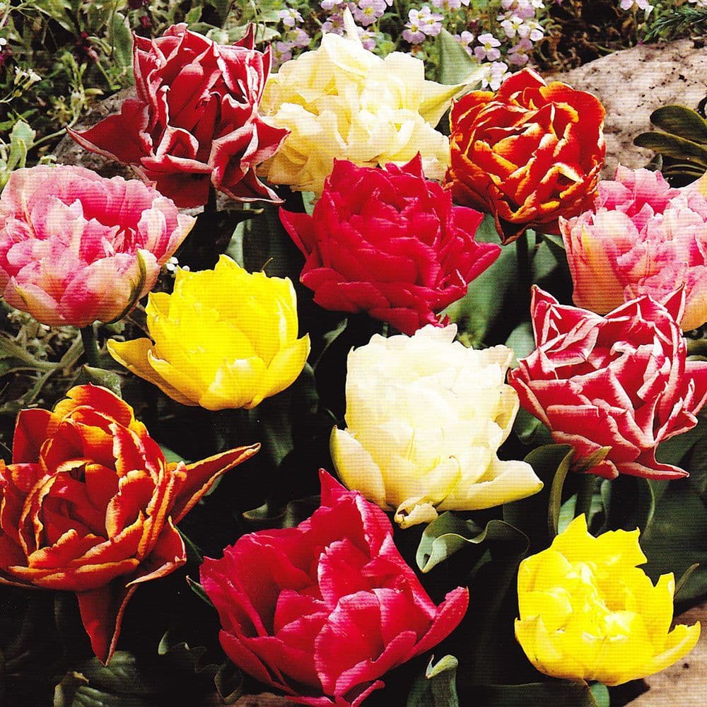 RAINBOW MIXTURE DOUBLE EARLY TULIPS