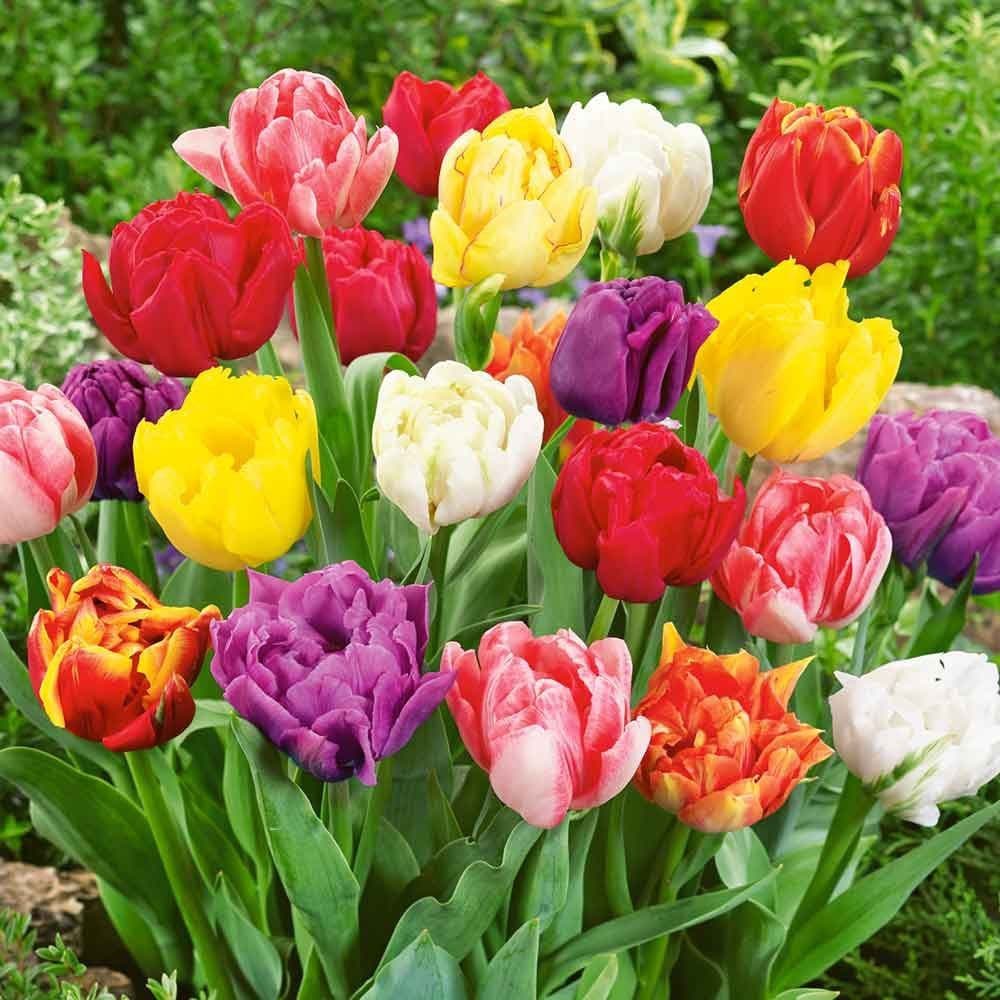 RAINBOW MIXTURE DOUBLE EARLY TULIPS