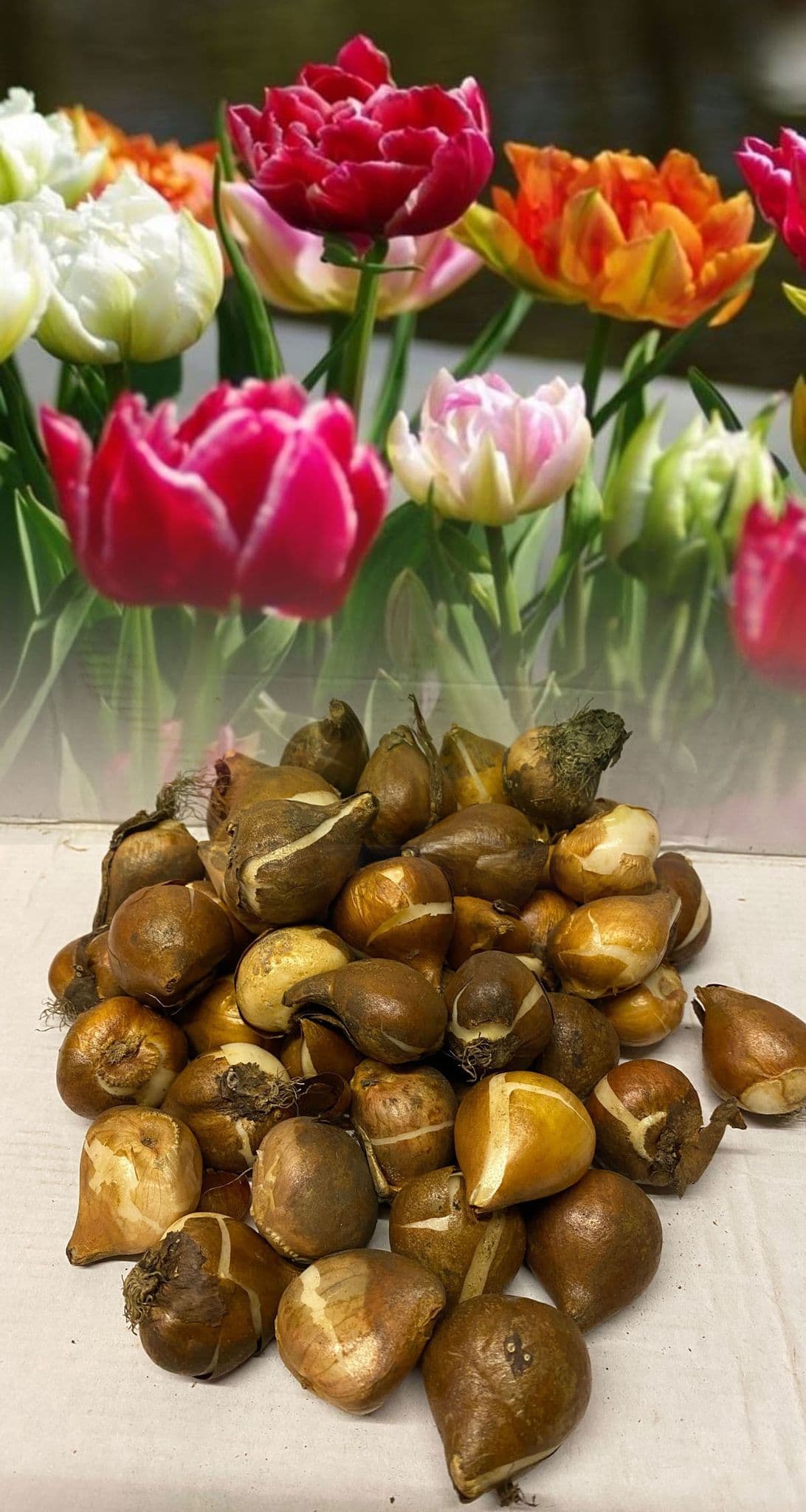 RAINBOW MIXTURES DOUBLE EARLY TULIPS