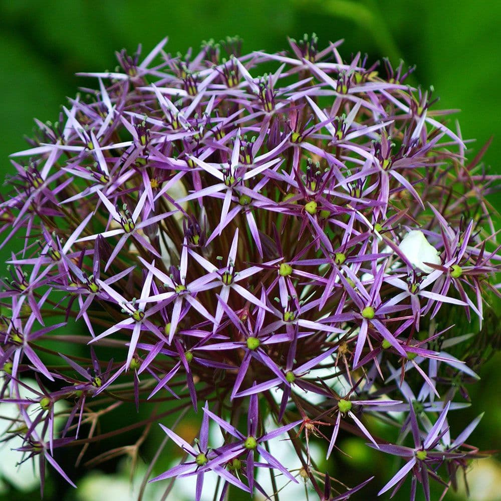 READY POTTED 1 LITRE POT Allium Christophii