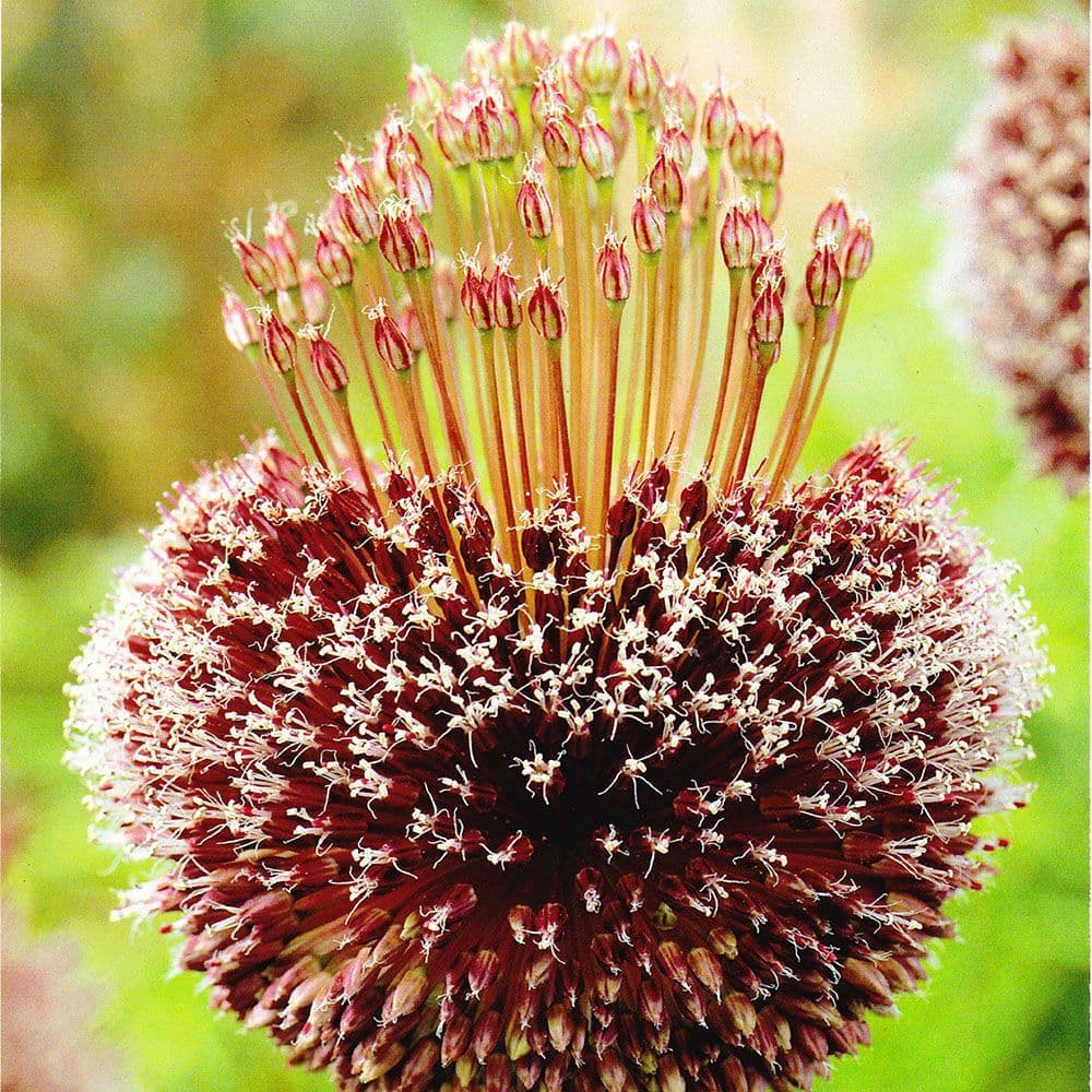 Ready Potted 1 Litre Pot Allium Forelock