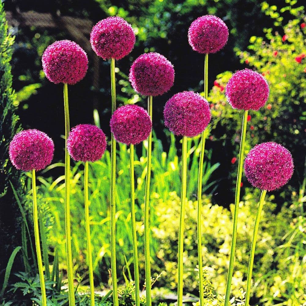 READY POTTED 1 LITRE POT Allium Gigantium