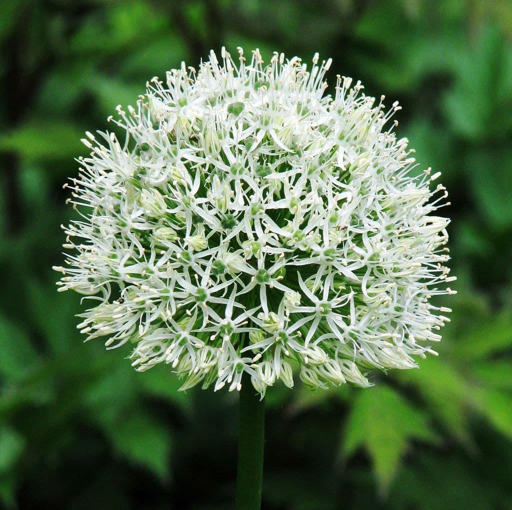 Ready Potted 1 Litre Pot Allium Mont Blanc