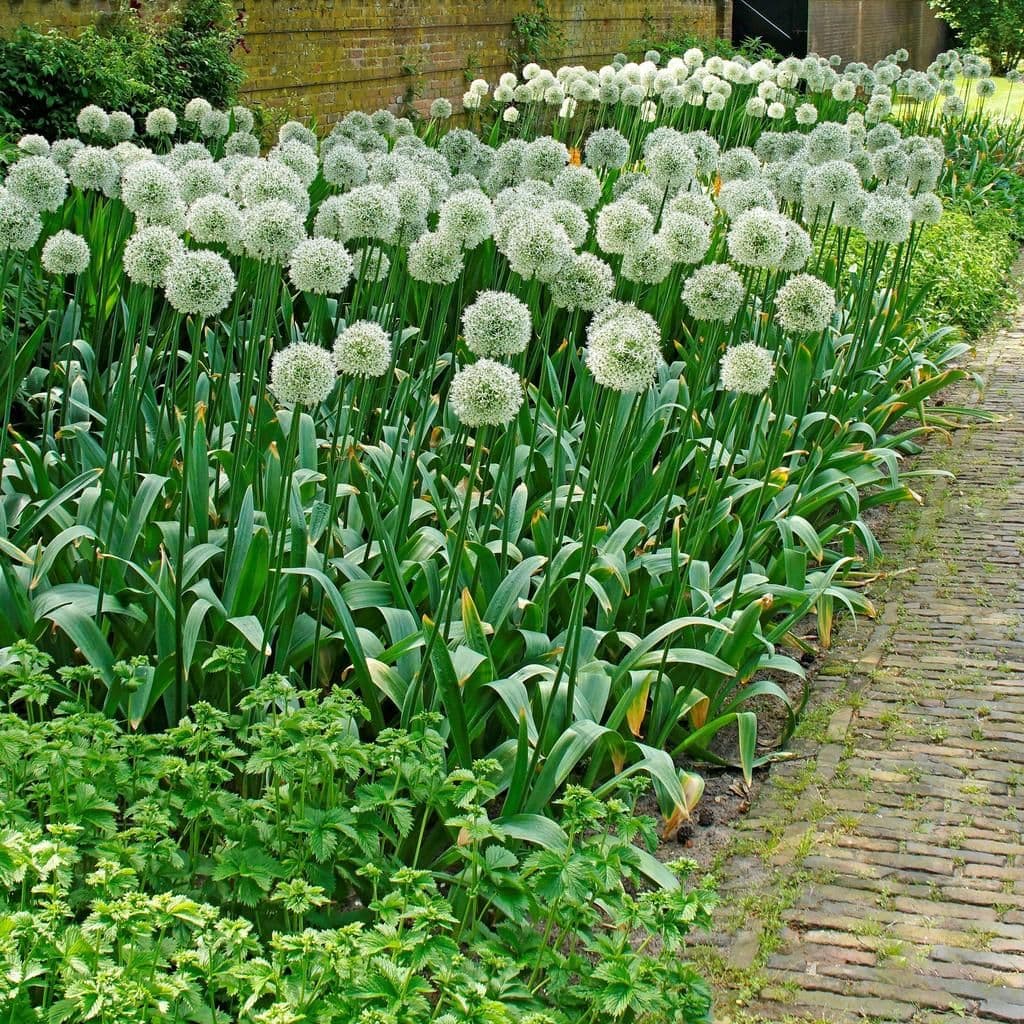 Ready Potted 1 Litre Pot Allium Mont Blanc