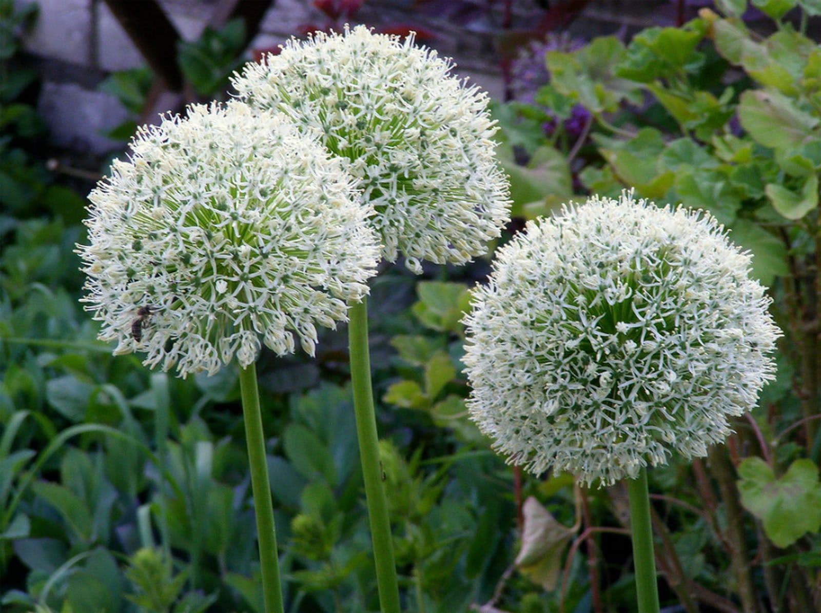 Ready Potted 1 Litre Pot Allium Mont Blanc