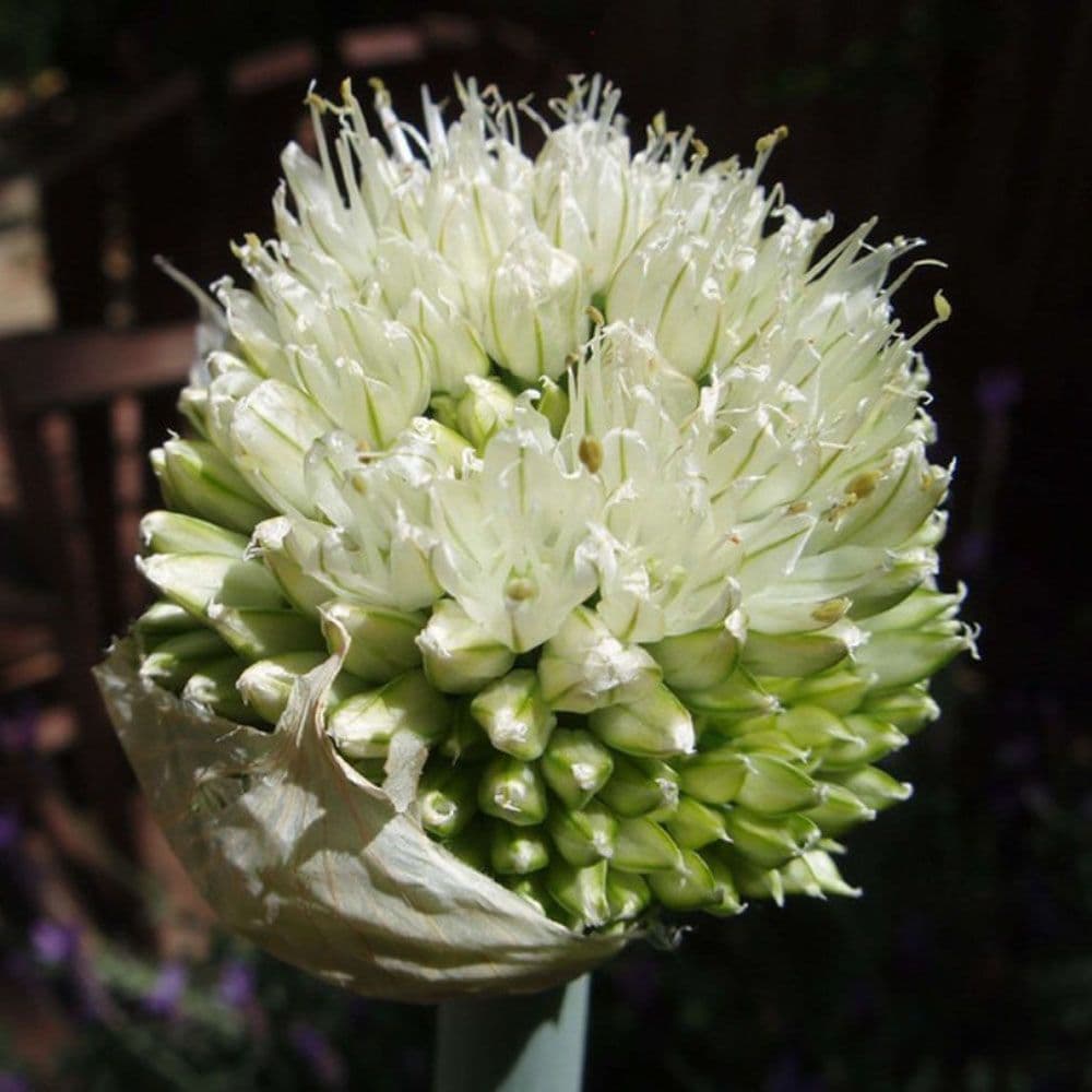 Ready Potted 1 Litre Pot Allium Mont Blanc