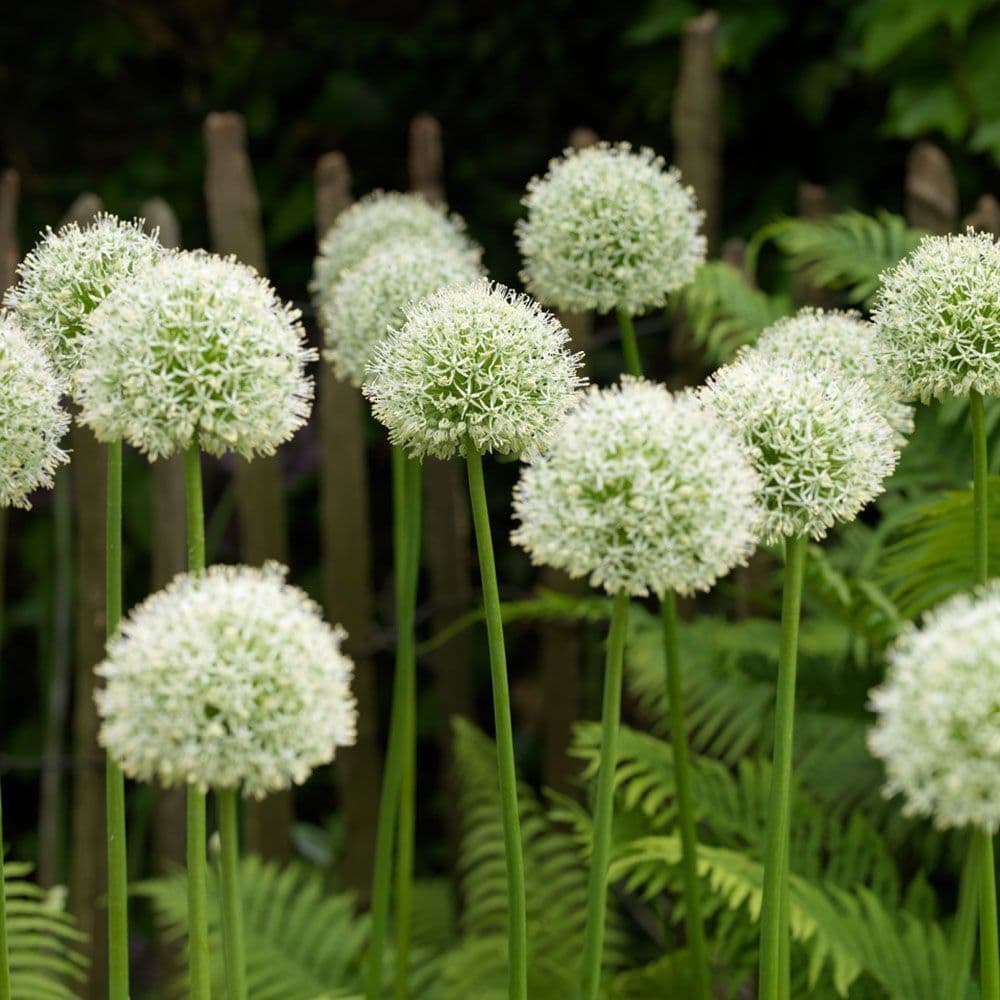 Ready Potted 1 Litre Pot Allium Mont Blanc