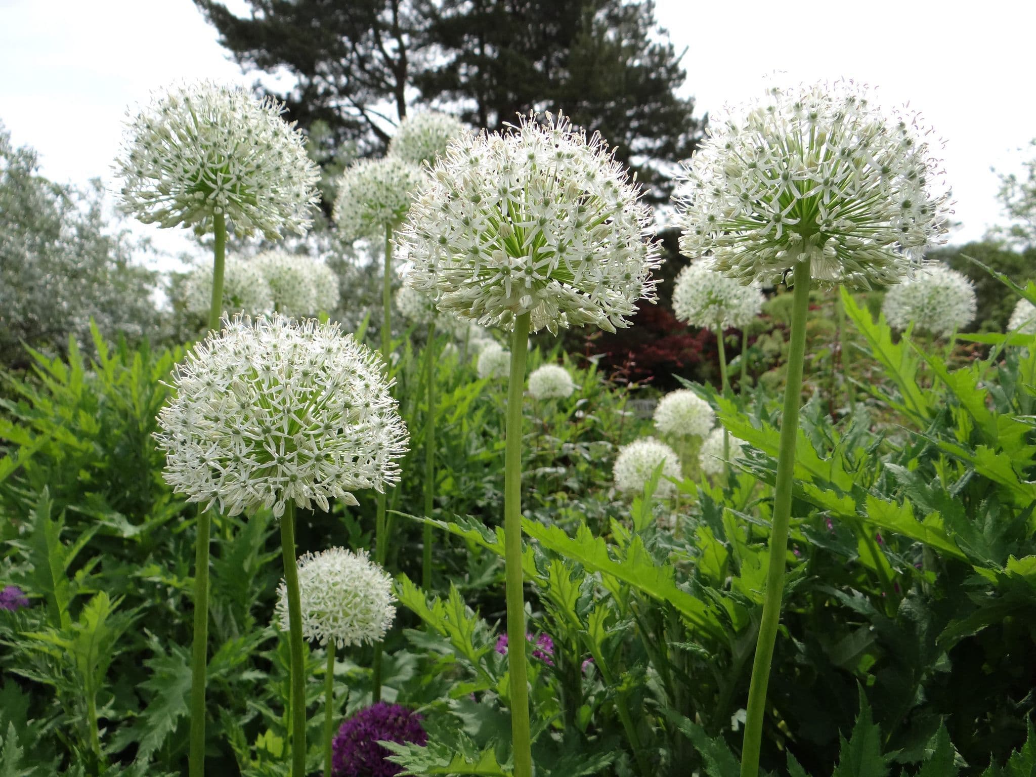 READY POTTED 1 LITRE POT ALLIUM MOUNT EVEREST