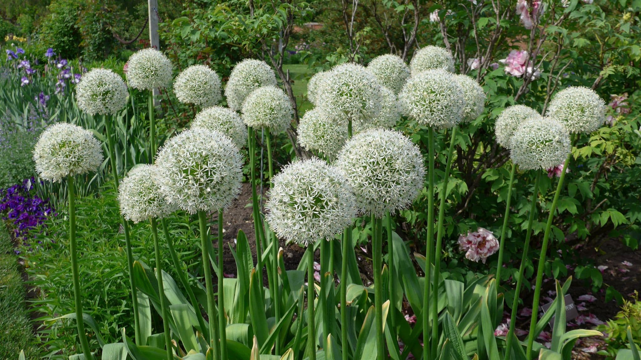 READY POTTED 1 LITRE POT ALLIUM MOUNT EVEREST