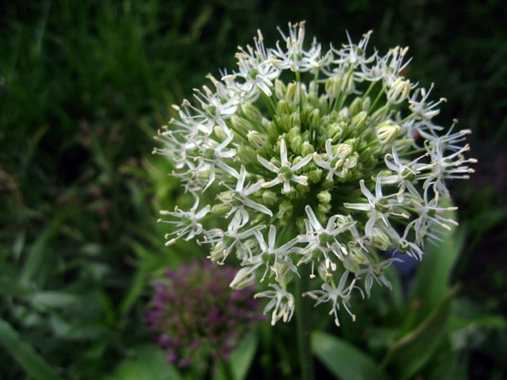 READY POTTED 1 LITRE POT ALLIUM MOUNT EVEREST