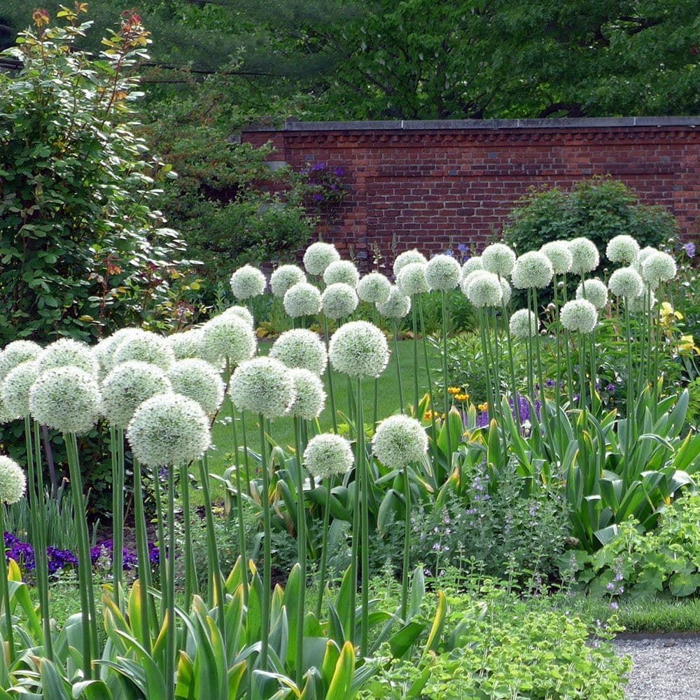 READY POTTED 1 LITRE POT ALLIUM MOUNT EVEREST