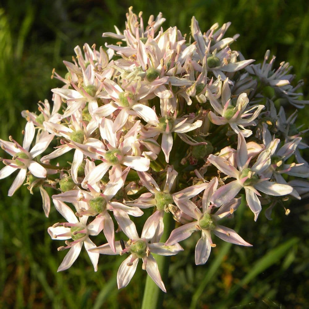 Ready Potted 1 Litre Pot Allium Nigrum