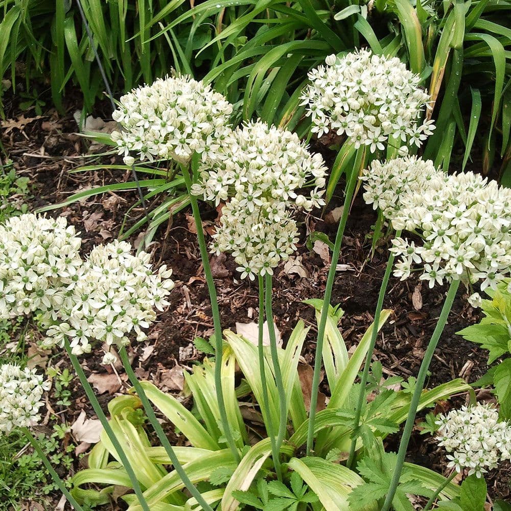 Ready Potted 1 Litre Pot Allium Nigrum
