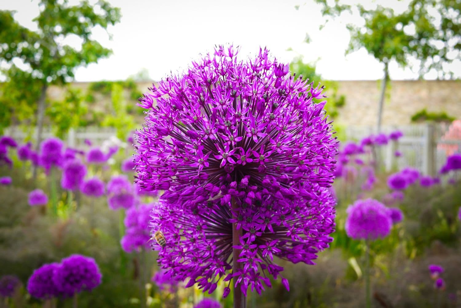 Ready Potted 1 Litre Pot Allium Purple Sensation
