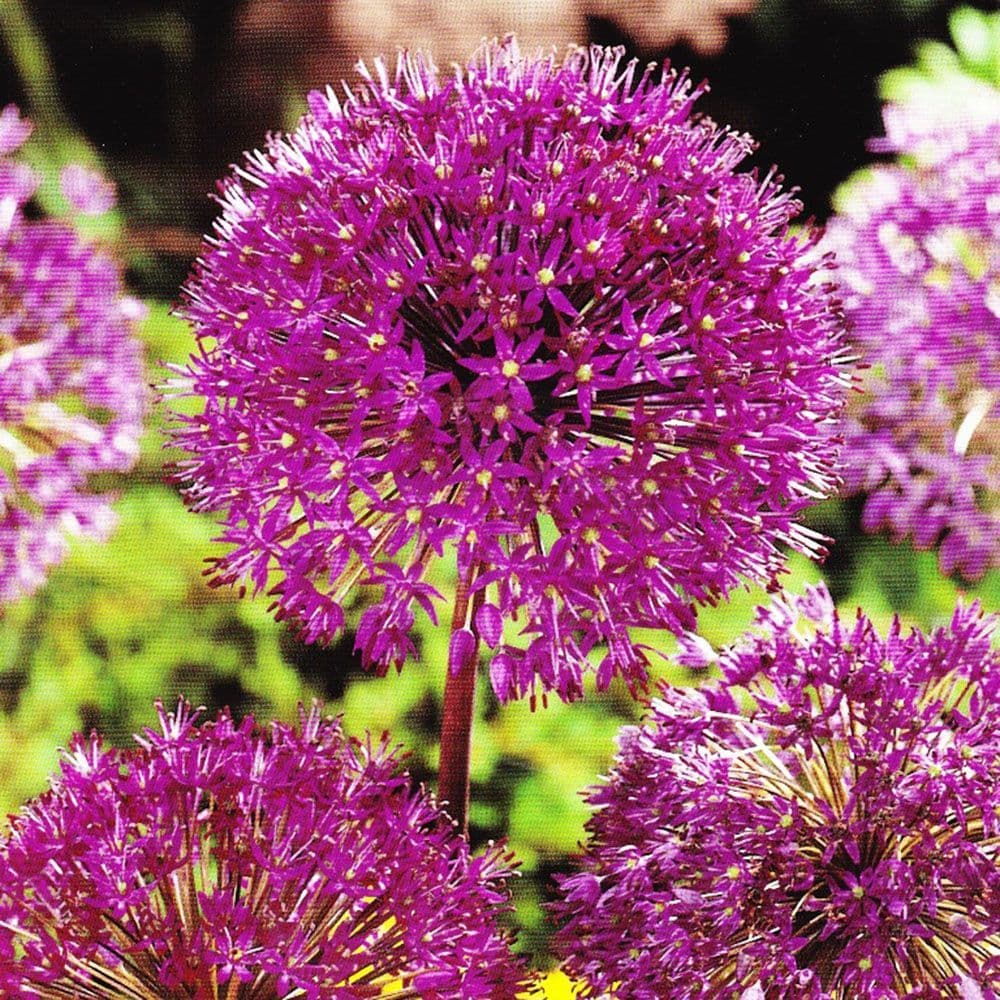 Ready Potted 1 Litre Pot Allium Purple Sensation