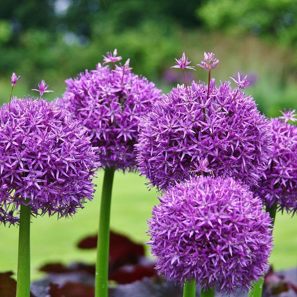 Ready Potted 1 Litre Pot Allium Purple Sensation