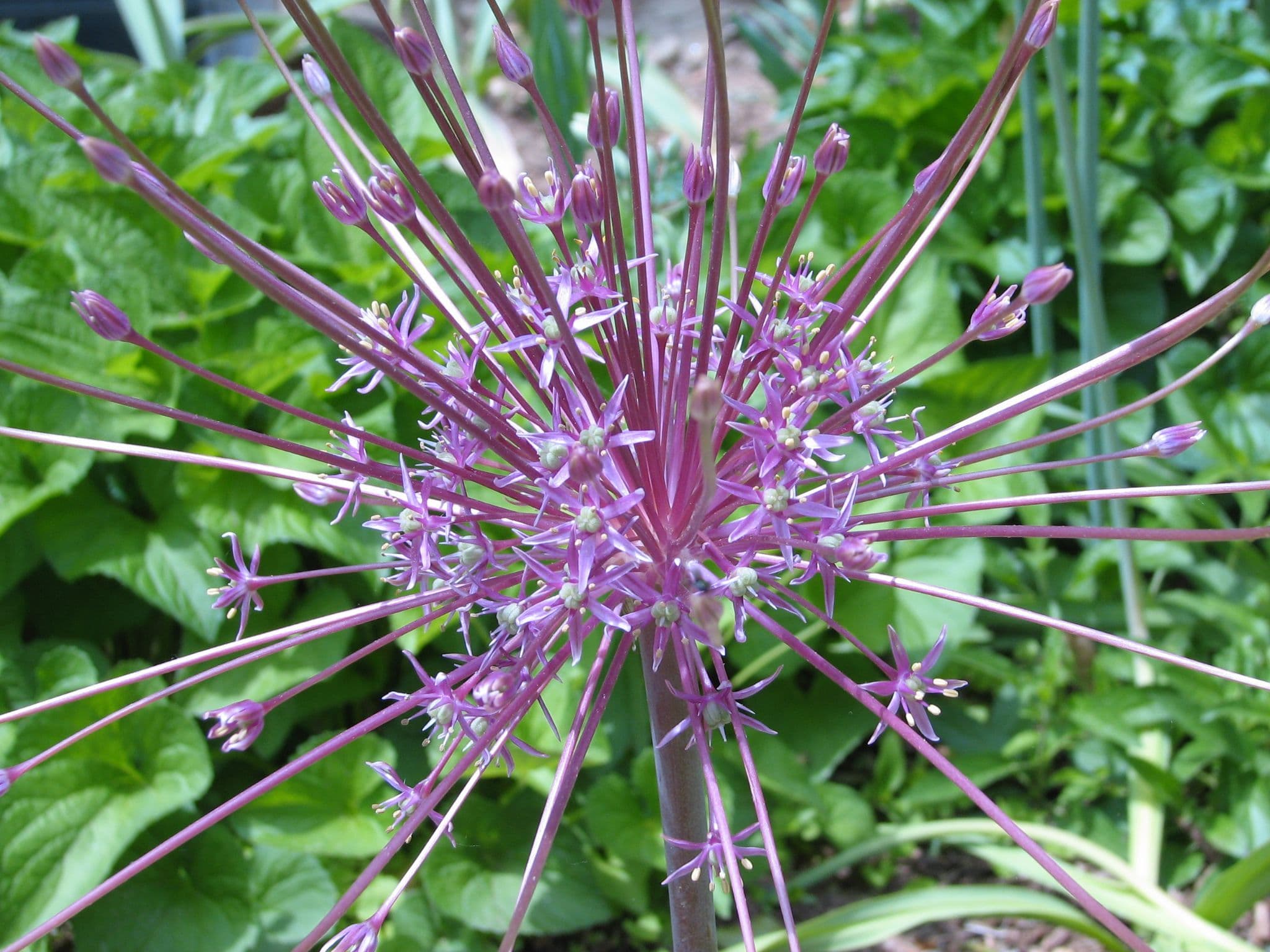 Ready Potted 1 Litre Pot Allium Schubertii