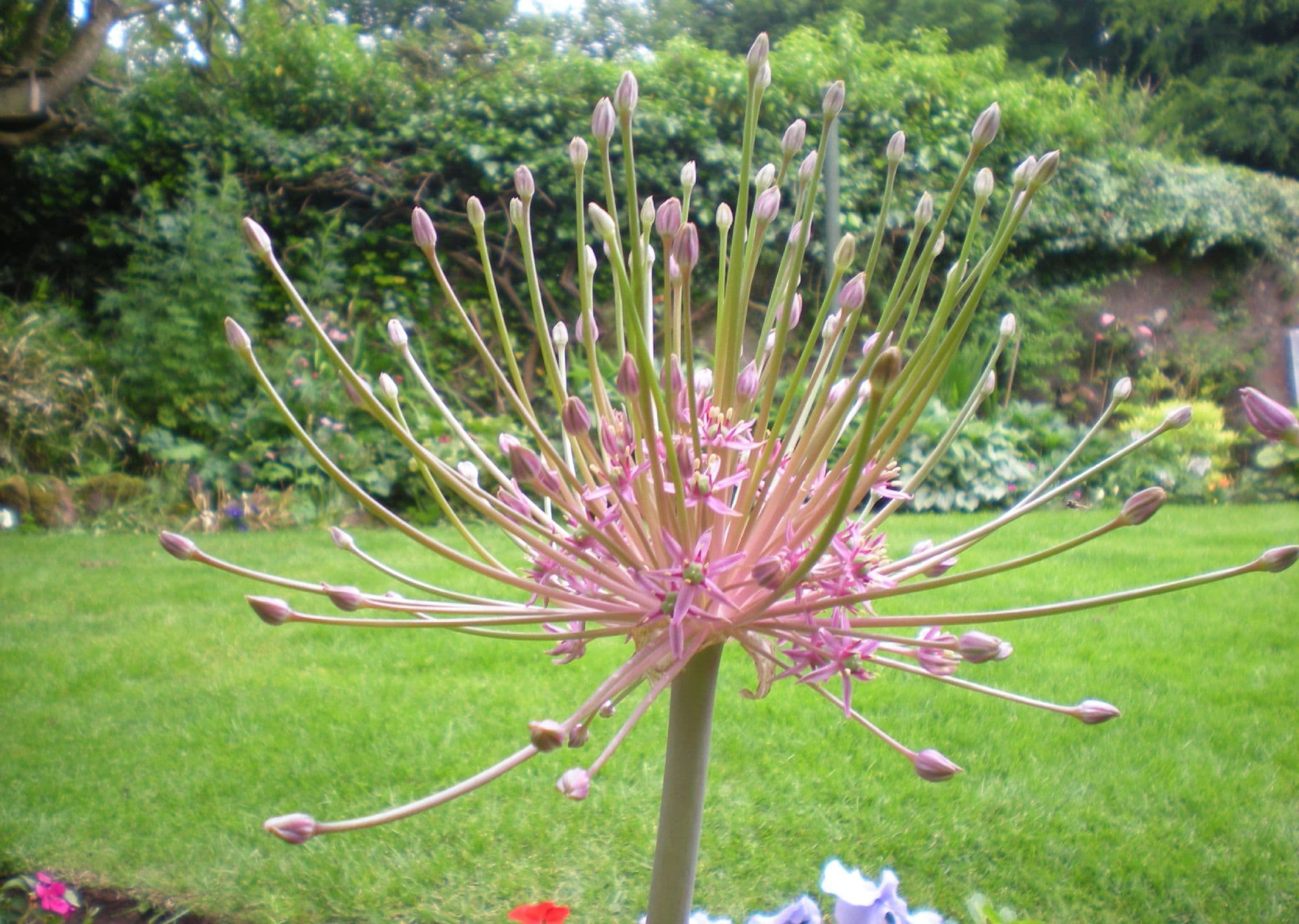 Ready Potted 1 Litre Pot Allium Schubertii