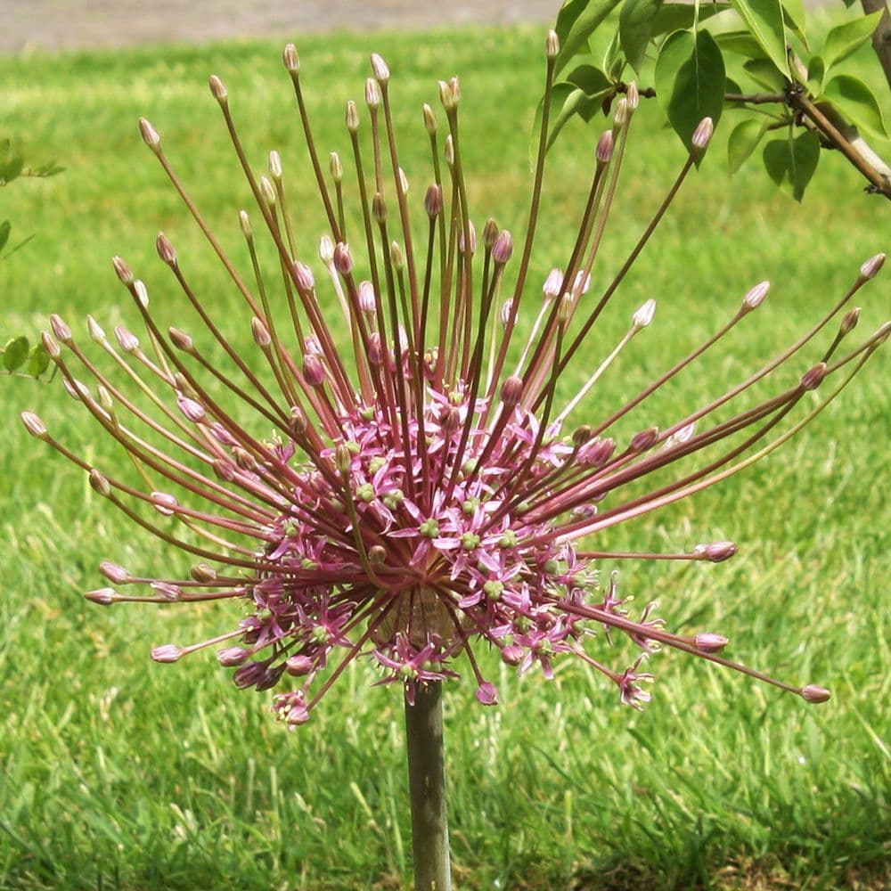 Ready Potted 1 Litre Pot Allium Schubertii