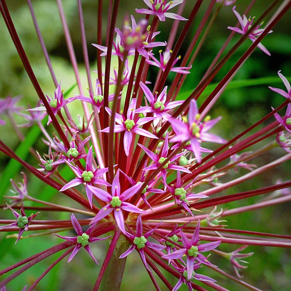 Ready Potted 1 Litre Pot Allium Schubertii
