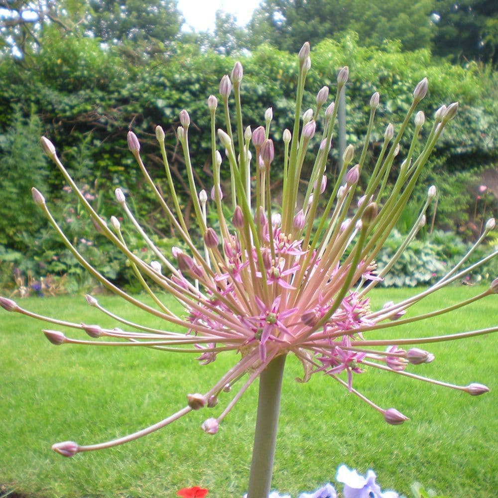 Ready Potted 1 Litre Pot Allium Schubertii