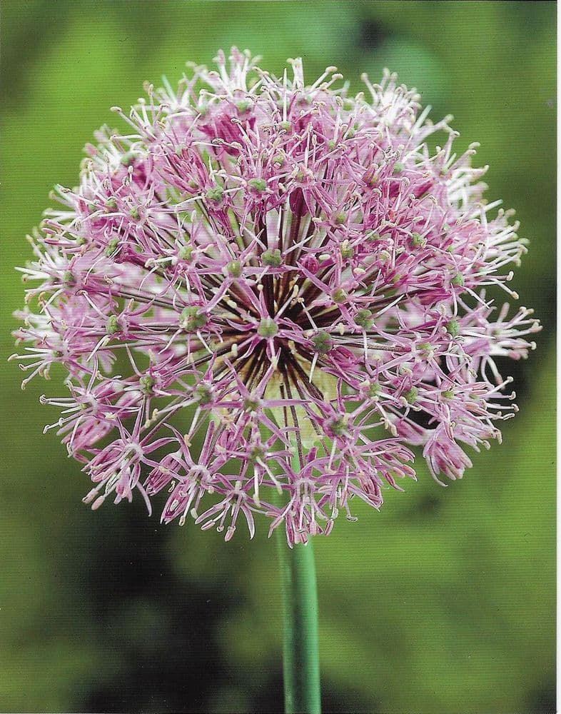 Ready Potted 1 Litre Pot Allium STIPITATUM