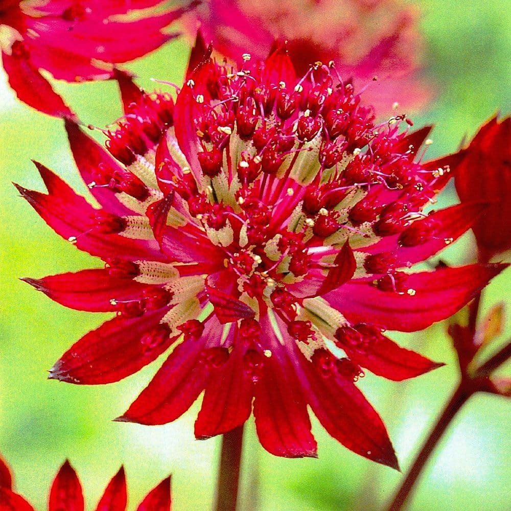 Ready Potted 1 Litre Pot ASTRANTIA MAJOR CLARET