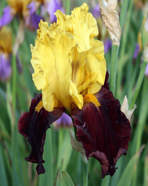 Ready Potted 1 Litre Pot BEARDED IRIS Glad Rags