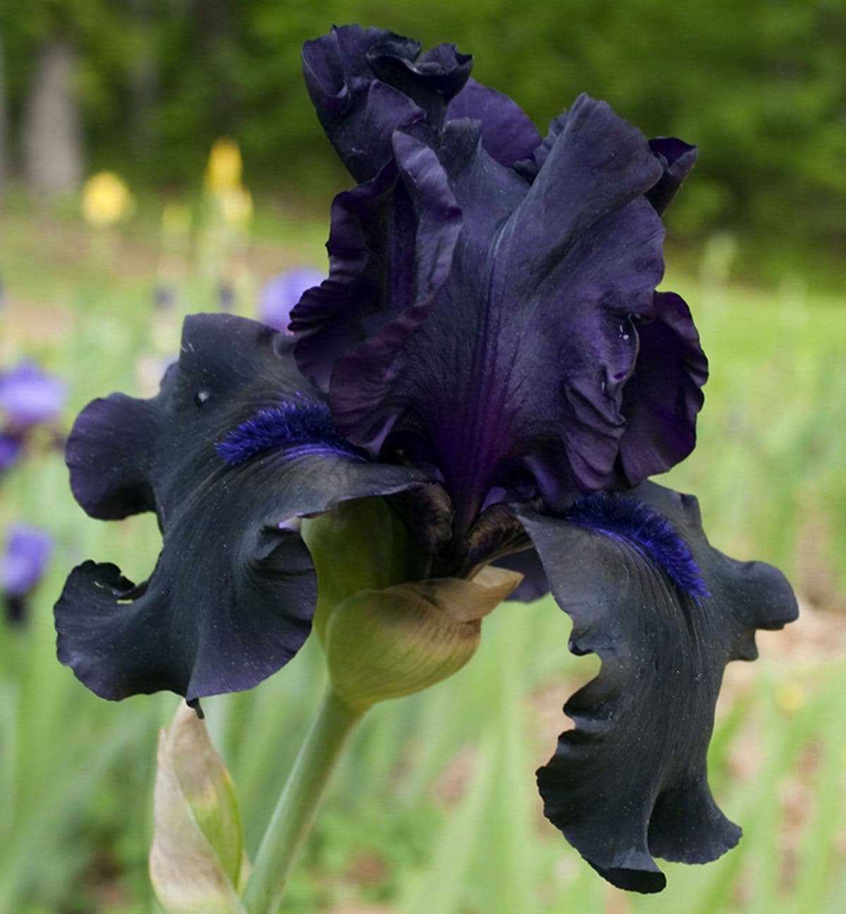 Ready Potted 1 Litre Pot BEARDED IRIS IRIS BLACK SWAN