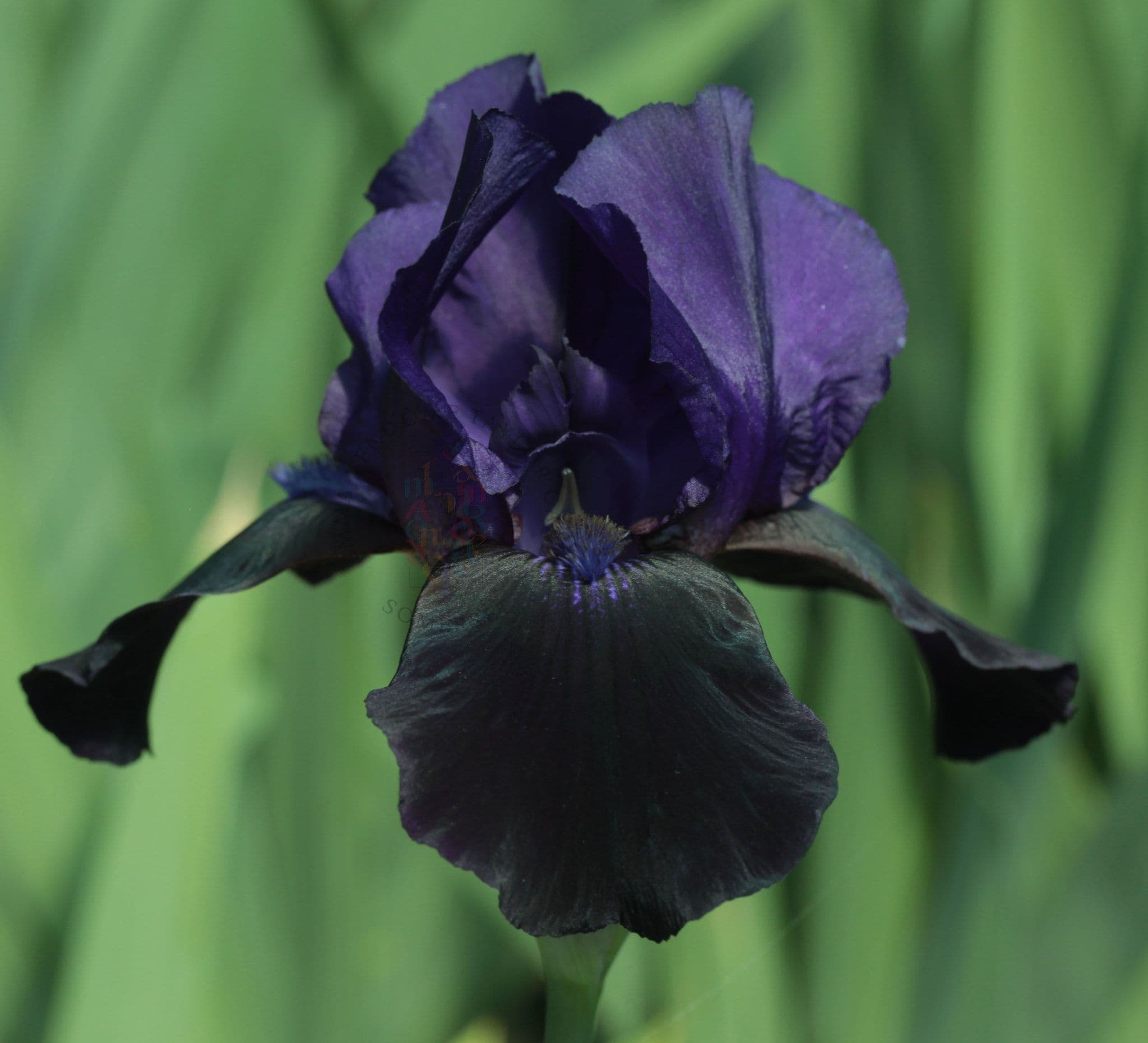 Ready Potted 1 Litre Pot BEARDED IRIS IRIS BLACK SWAN