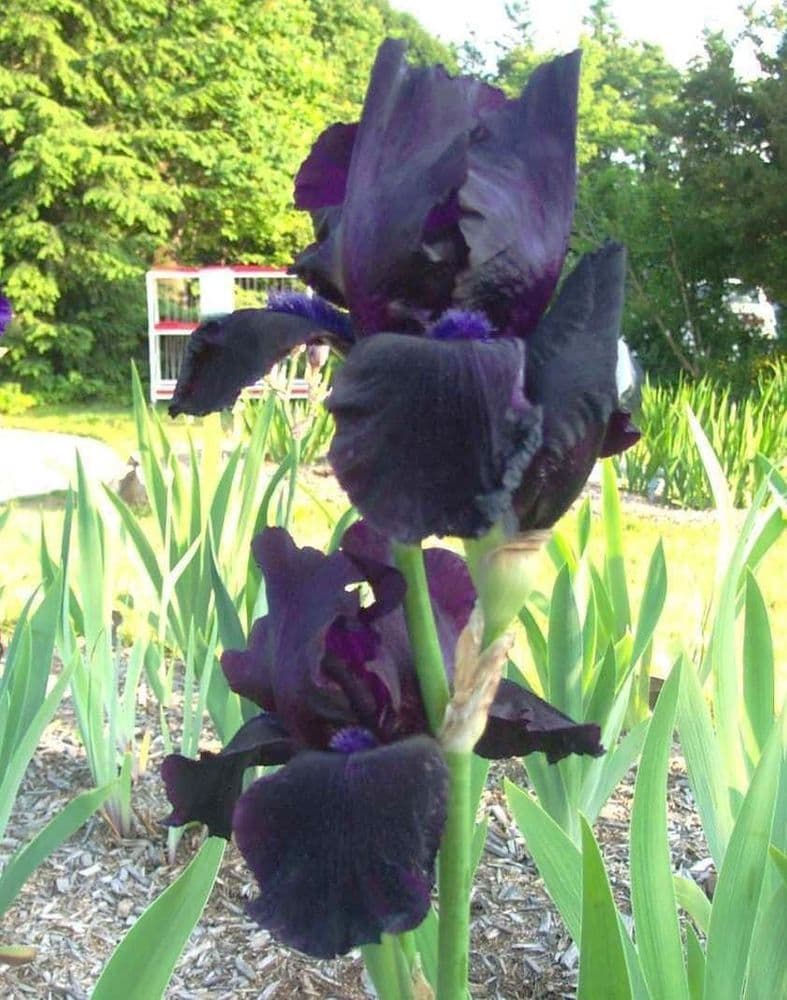 Ready Potted 1 Litre Pot BEARDED IRIS IRIS BLACK SWAN