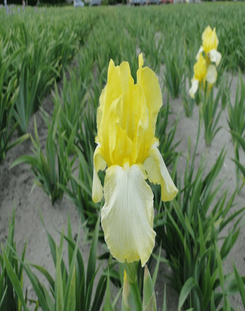 Ready Potted 1 Litre Pot BEARDED IRIS IRIS BLESSED AGAIN