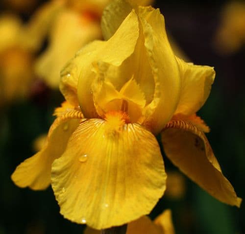 Ready Potted 1 Litre Pot BEARDED IRIS IRIS CALIFLORA YELLOW