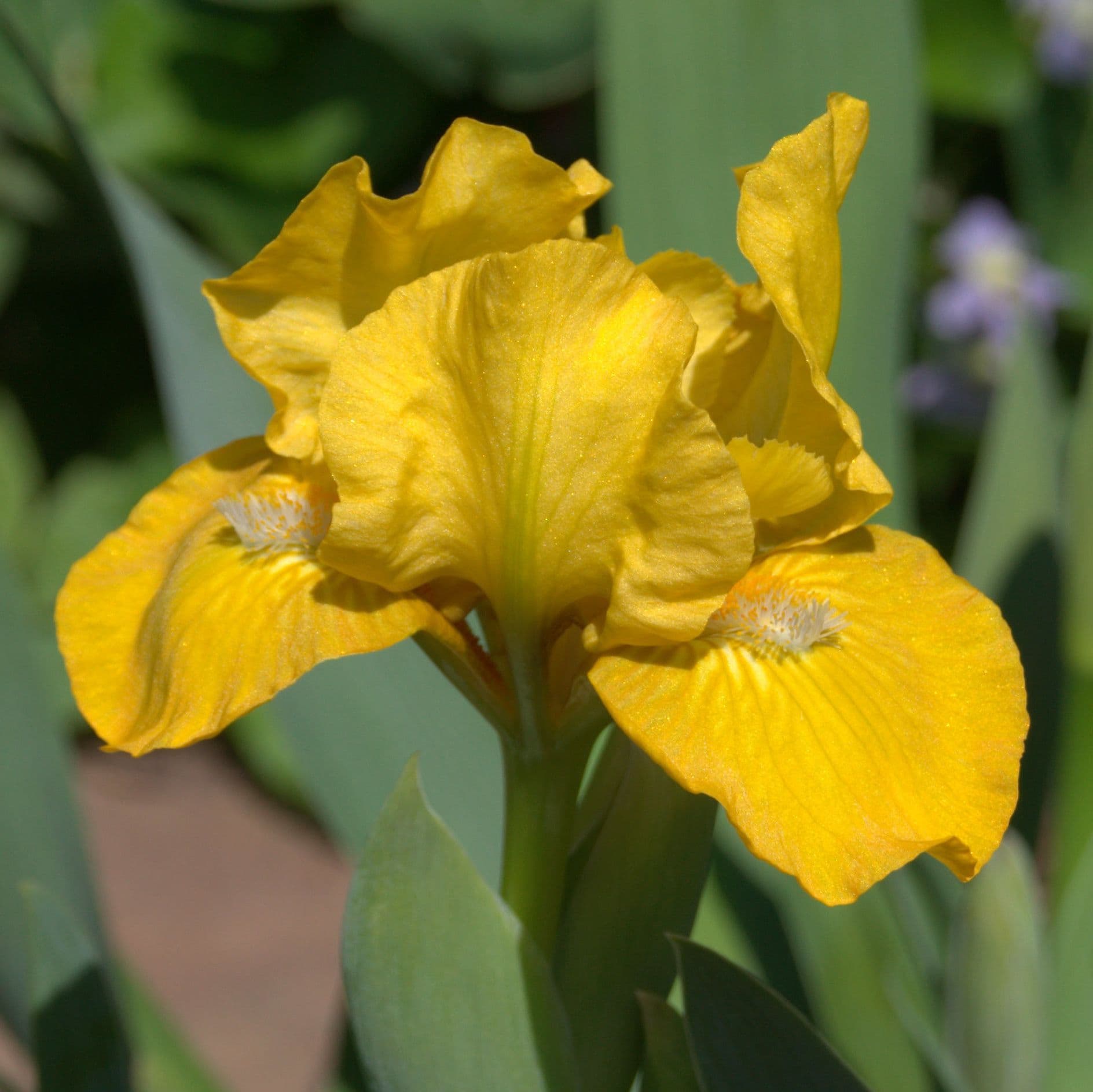 Ready Potted 1 Litre Pot BEARDED IRIS IRIS CALIFLORA YELLOW