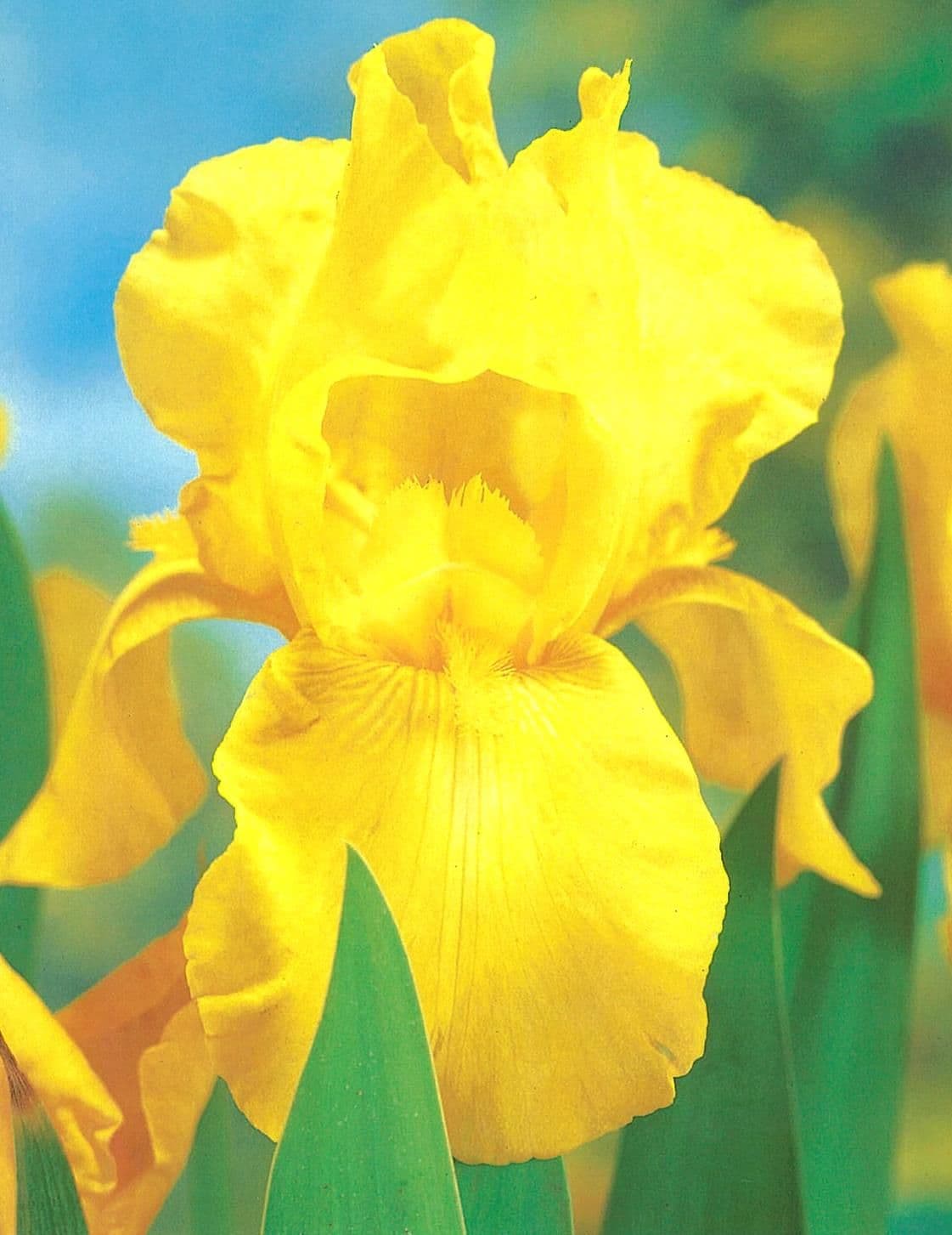 Ready Potted 1 Litre Pot BEARDED IRIS IRIS CALIFLORA YELLOW
