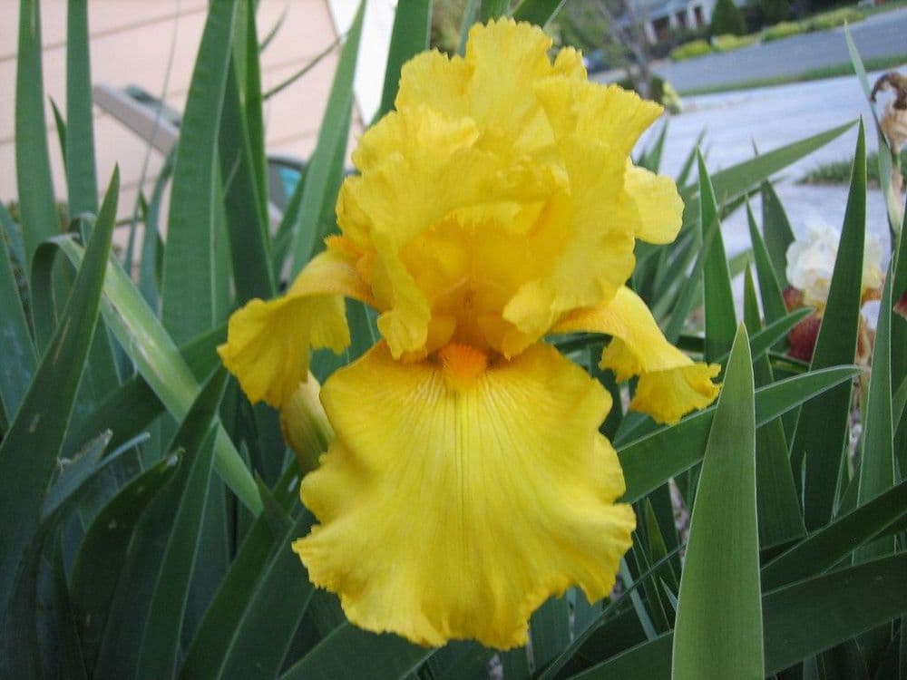 Ready Potted 1 Litre Pot BEARDED IRIS IRIS CALIFLORA YELLOW