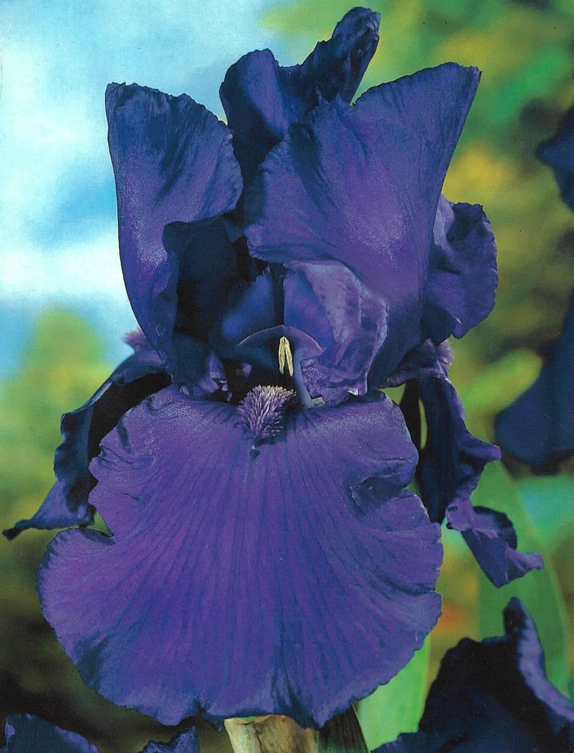Ready Potted 1 Litre Pot BEARDED IRIS IRIS MATINATA dark blue