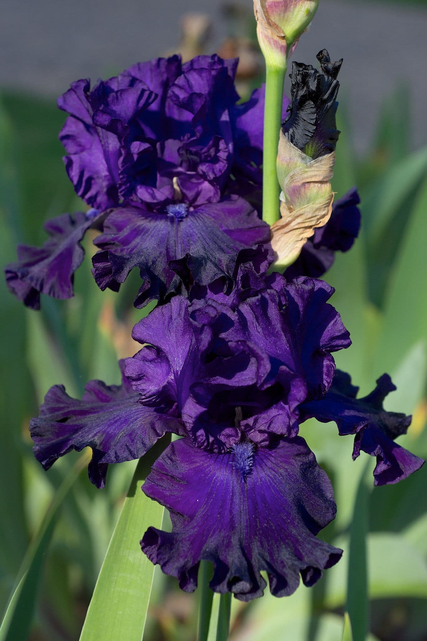 Ready Potted 1 Litre Pot BEARDED IRIS IRIS MATINATA dark blue