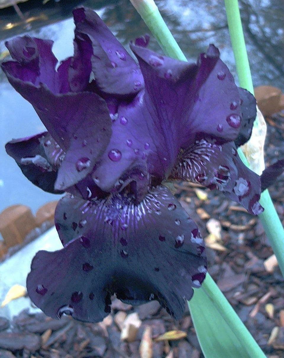 Ready Potted 1 Litre Pot BEARDED IRIS IRIS MATINATA dark blue