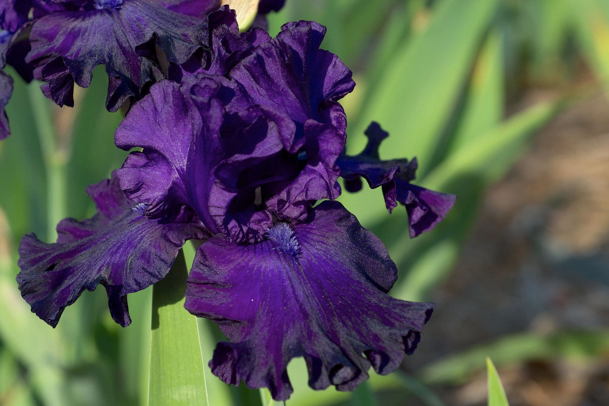 Ready Potted 1 Litre Pot BEARDED IRIS IRIS MATINATA dark blue