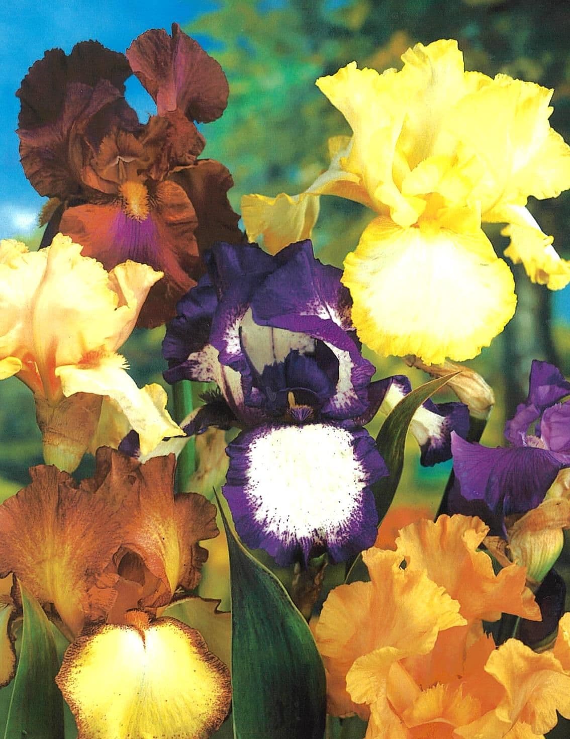 Ready Potted 1 Litre Pot BEARDED IRIS IRIS MIXED