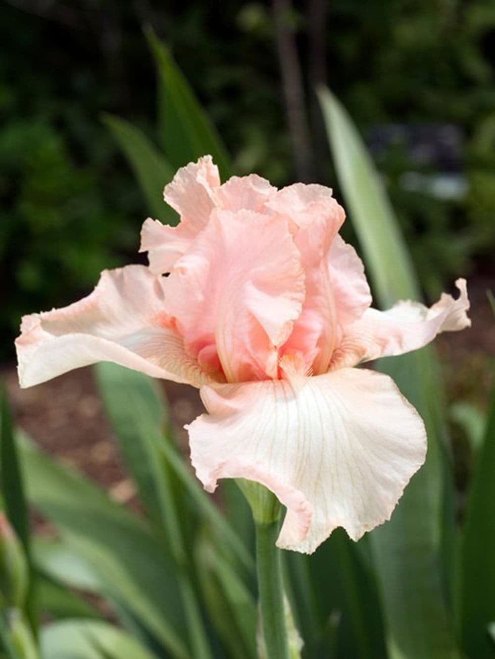 Ready Potted 1 Litre Pot BEARDED IRIS IRIS PINKY-SALMON