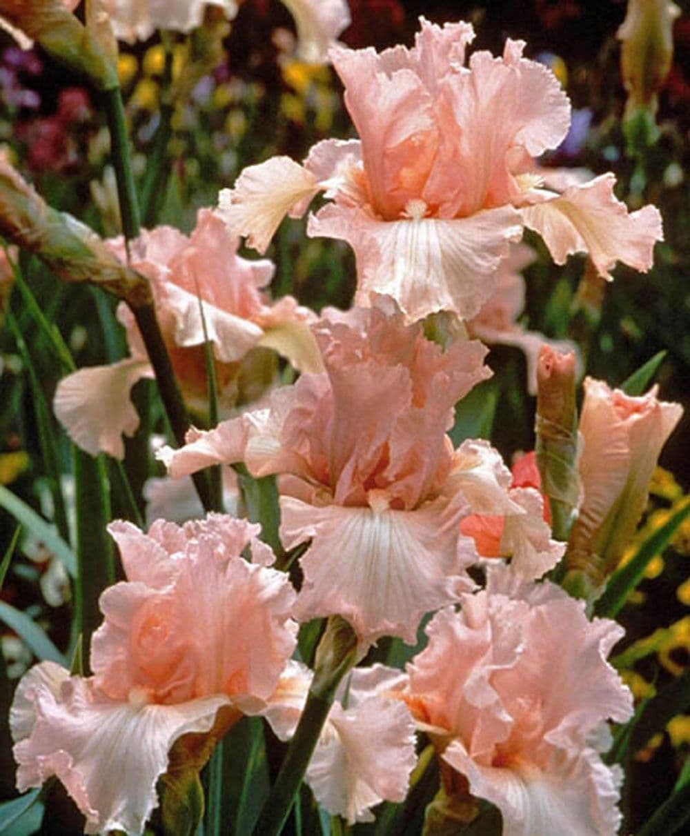 Ready Potted 1 Litre Pot BEARDED IRIS IRIS PINKY-SALMON