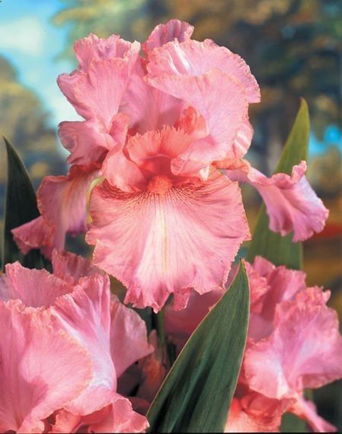 Ready Potted 1 Litre Pot BEARDED IRIS IRIS PINKY-SALMON