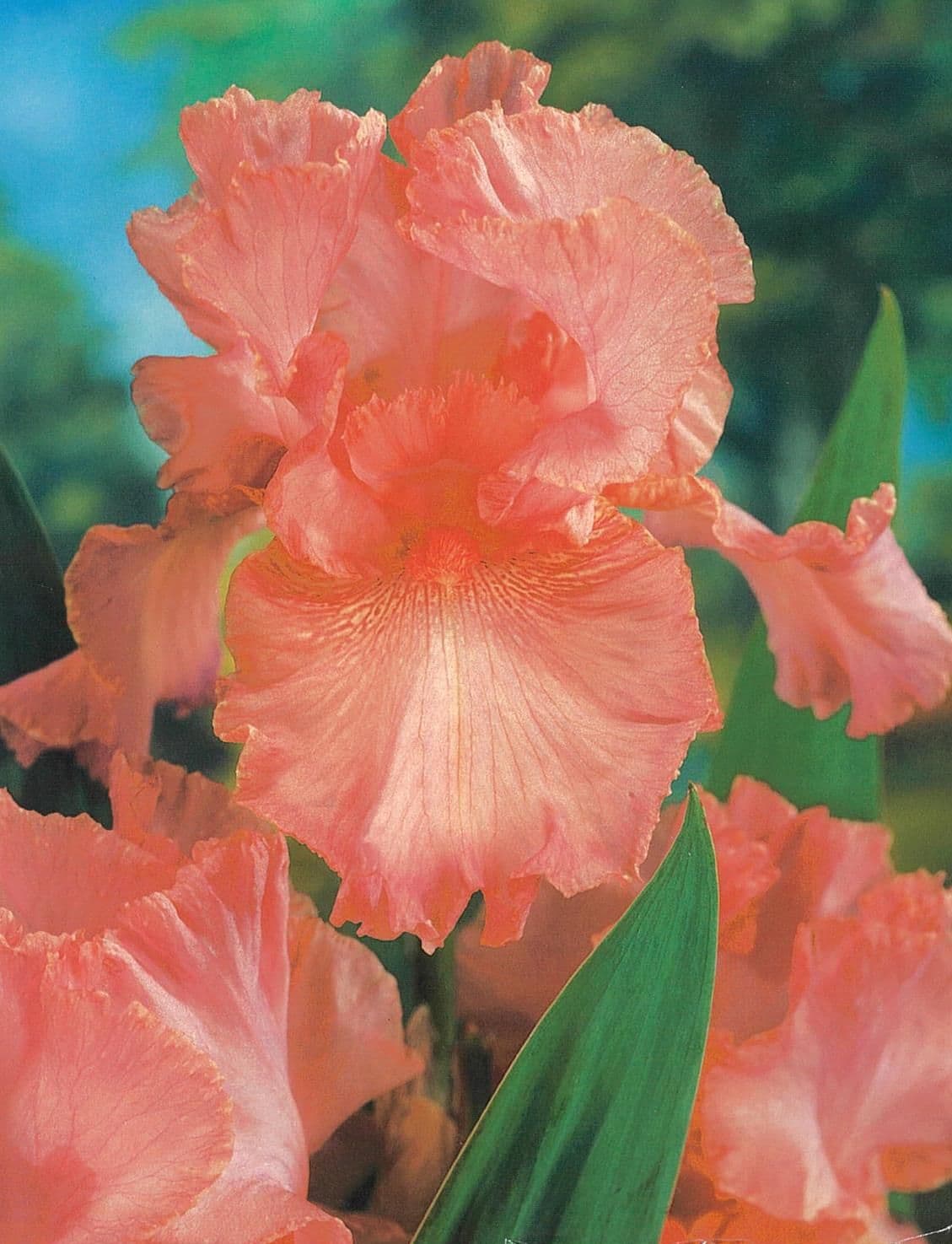 Ready Potted 1 Litre Pot BEARDED IRIS IRIS PINKY-SALMON
