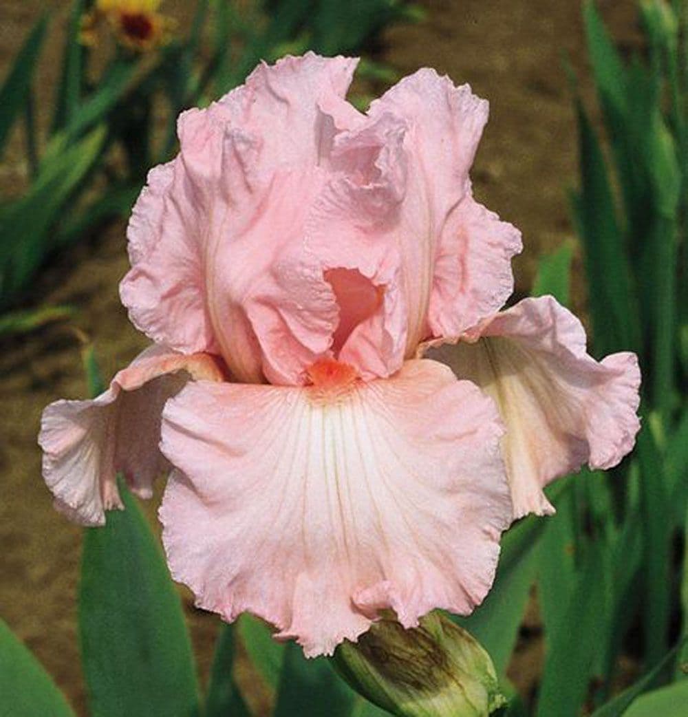 Ready Potted 1 Litre Pot BEARDED IRIS IRIS PINKY-SALMON