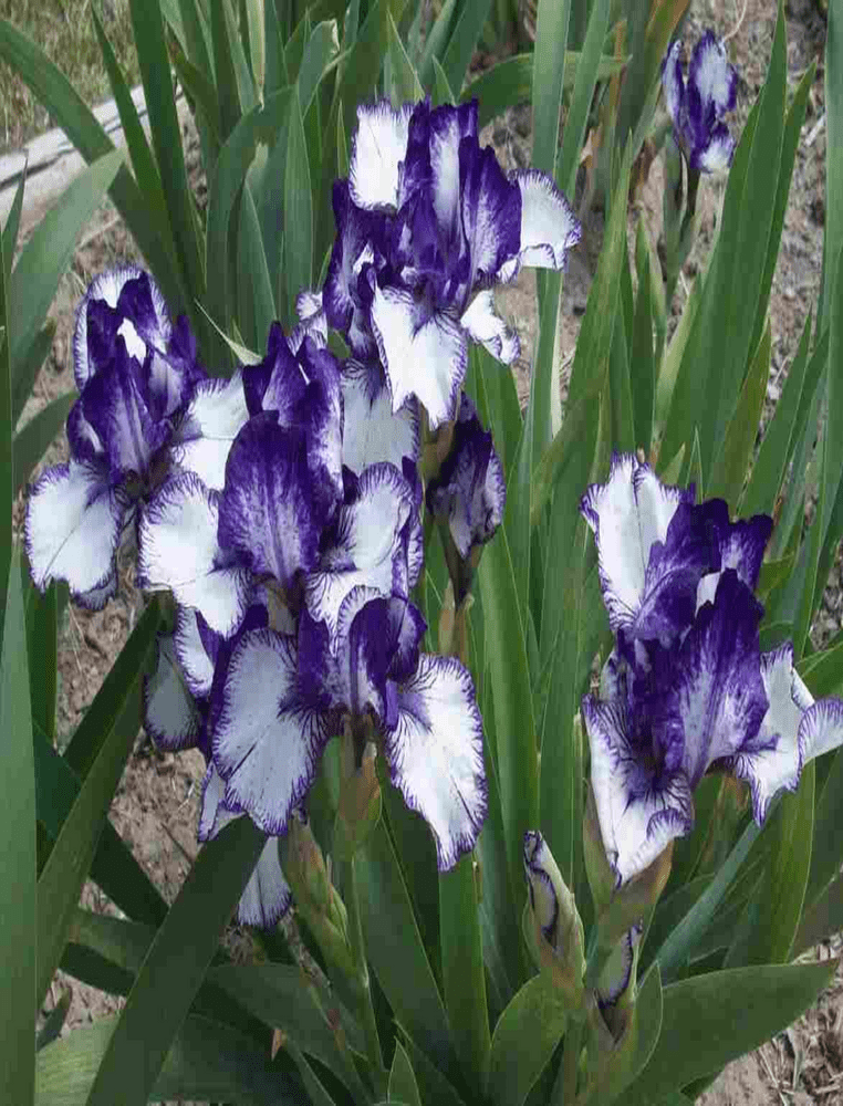 Ready Potted 1 Litre Pot BEARDED IRIS IRIS RARE EDITION