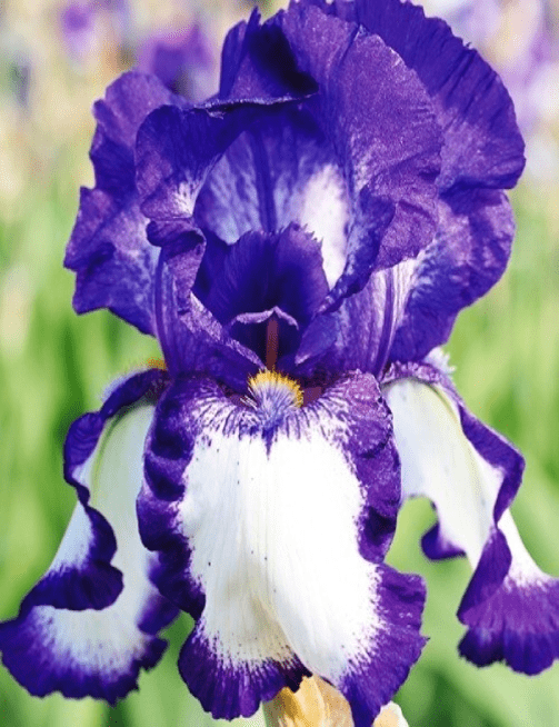 Ready Potted 1 Litre Pot BEARDED IRIS IRIS STEPPING OUT