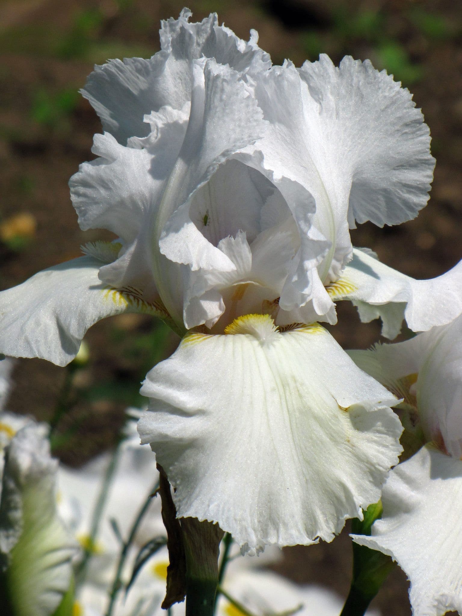 Ready Potted 1 Litre Pot BEARDED IRIS IRIS WHITE KNIGHT